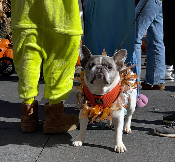 Chicago's North Shore CVB - Welcome - Downtown Evanston Trick or Treat ...